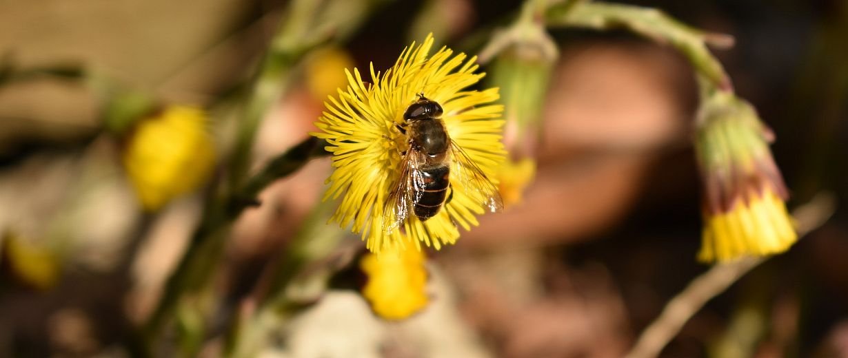 Richtiges Verhalten bei Bienenstich des Haustieres | RPR1.