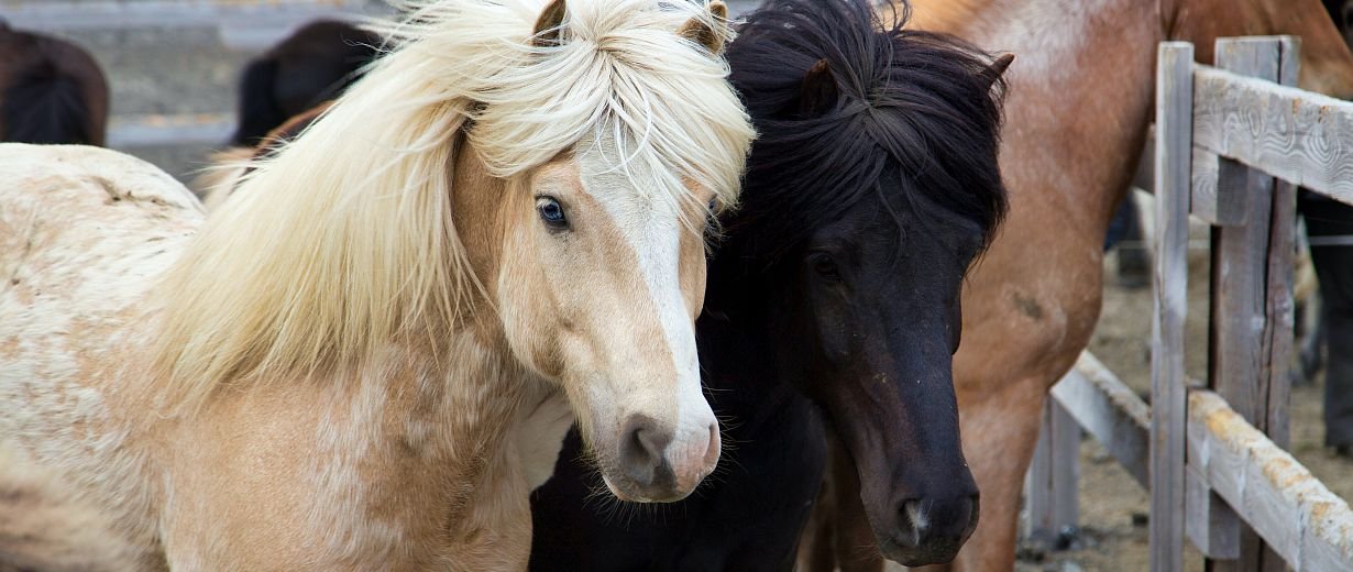 Ponyfarm Haßloch: Tierquäler peitschen Pferde aus | RPR1.