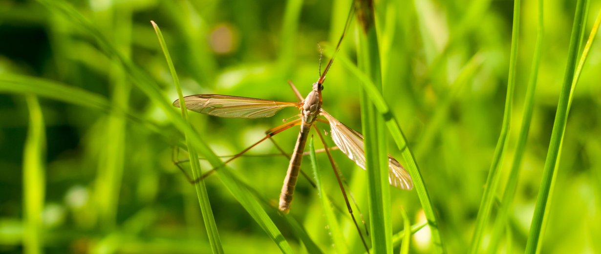 Brauner Rasen durch Hunderte von Erdschnakenlarven | RPR1.